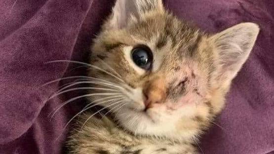 Help Give a Second Chance to My Cat: Restoring Hope through Eye Surgery ...