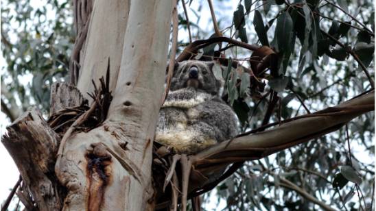 Strzelecki Koala Appeal – Can Strzelecki koalas survive this century? | Chuffed | Non-profit ...