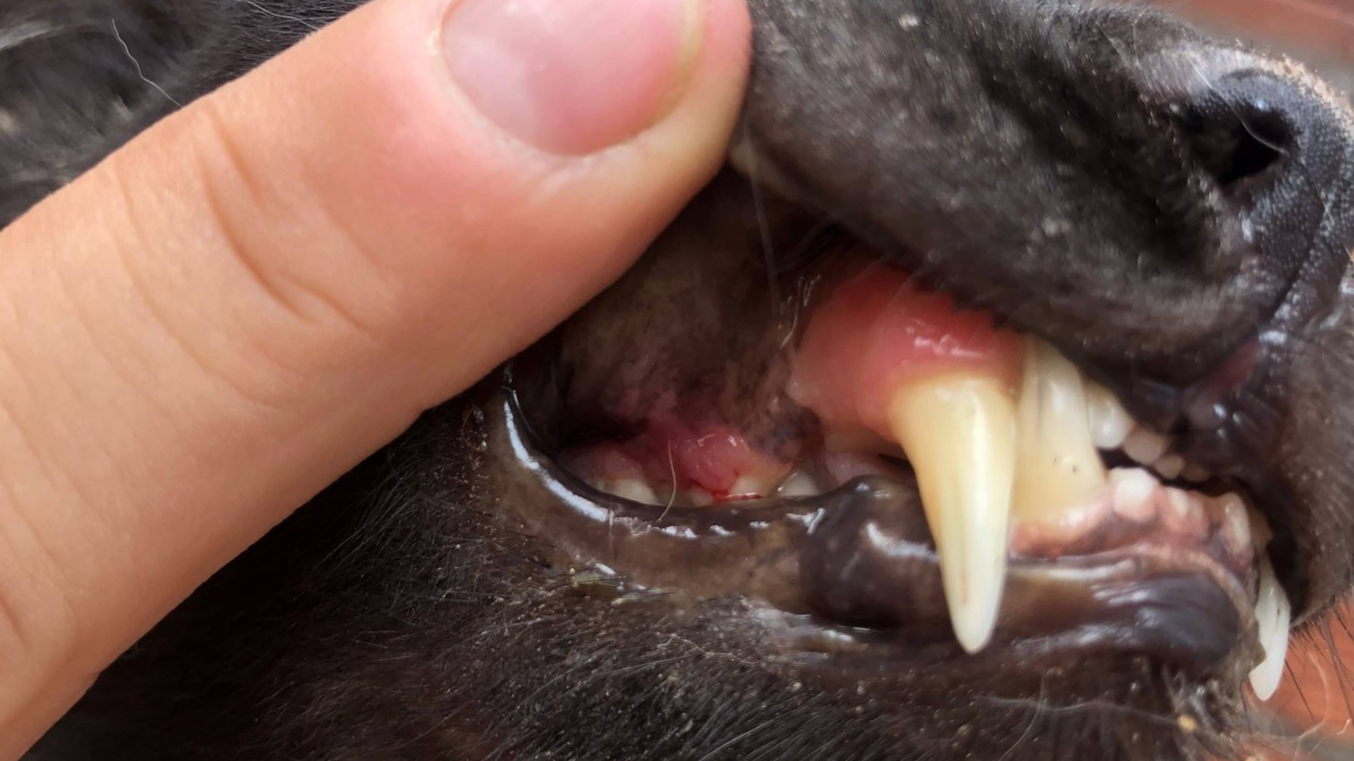 HELP OUR CATS | Chuffed | Non-profit charity and social enterprise ...