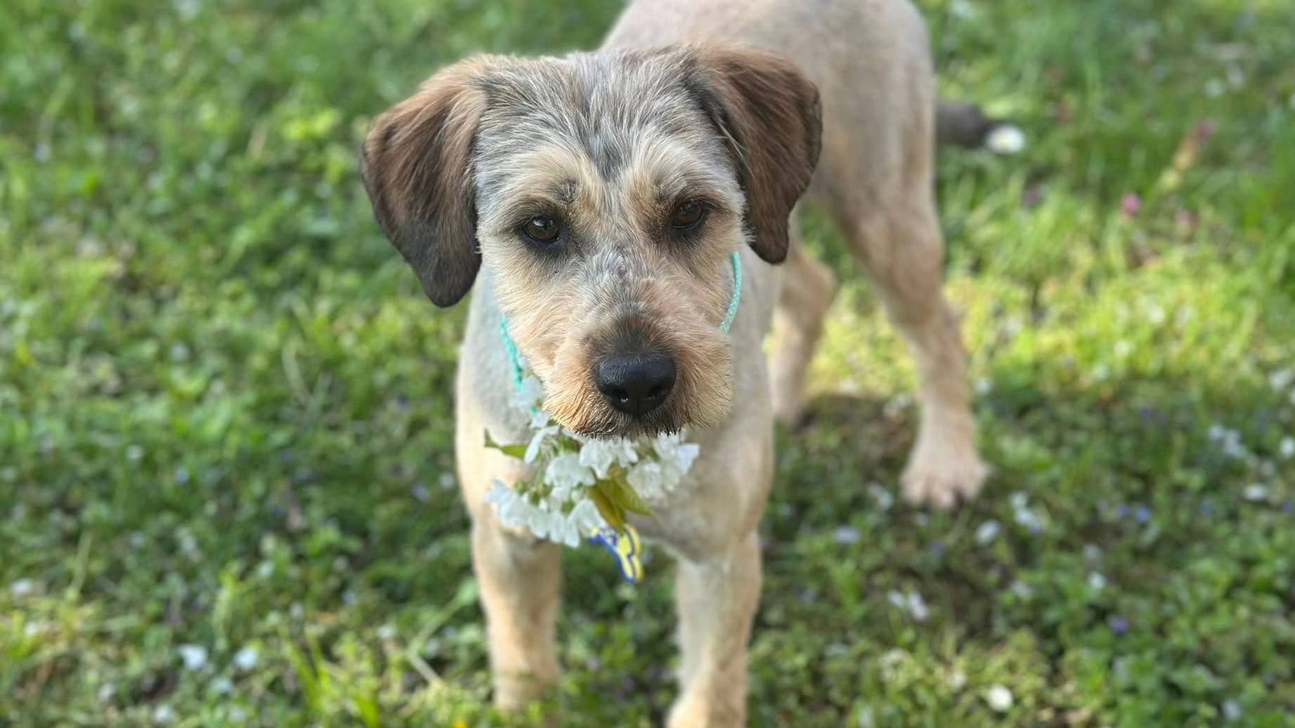 💔 They Survived Hell – Now They Need You 💔 | Chuffed | Non-profit ...