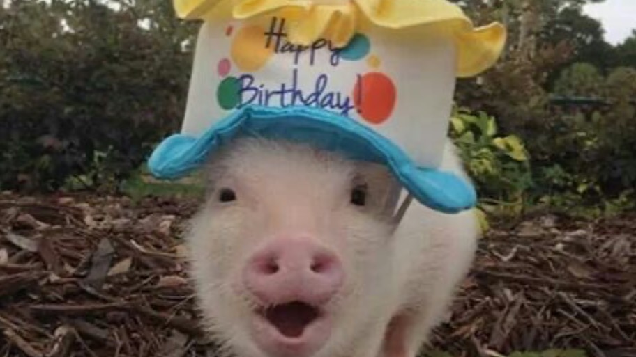 Bren’s Birthday Citizenship/Name Change Fund | Chuffed | Non-profit ...