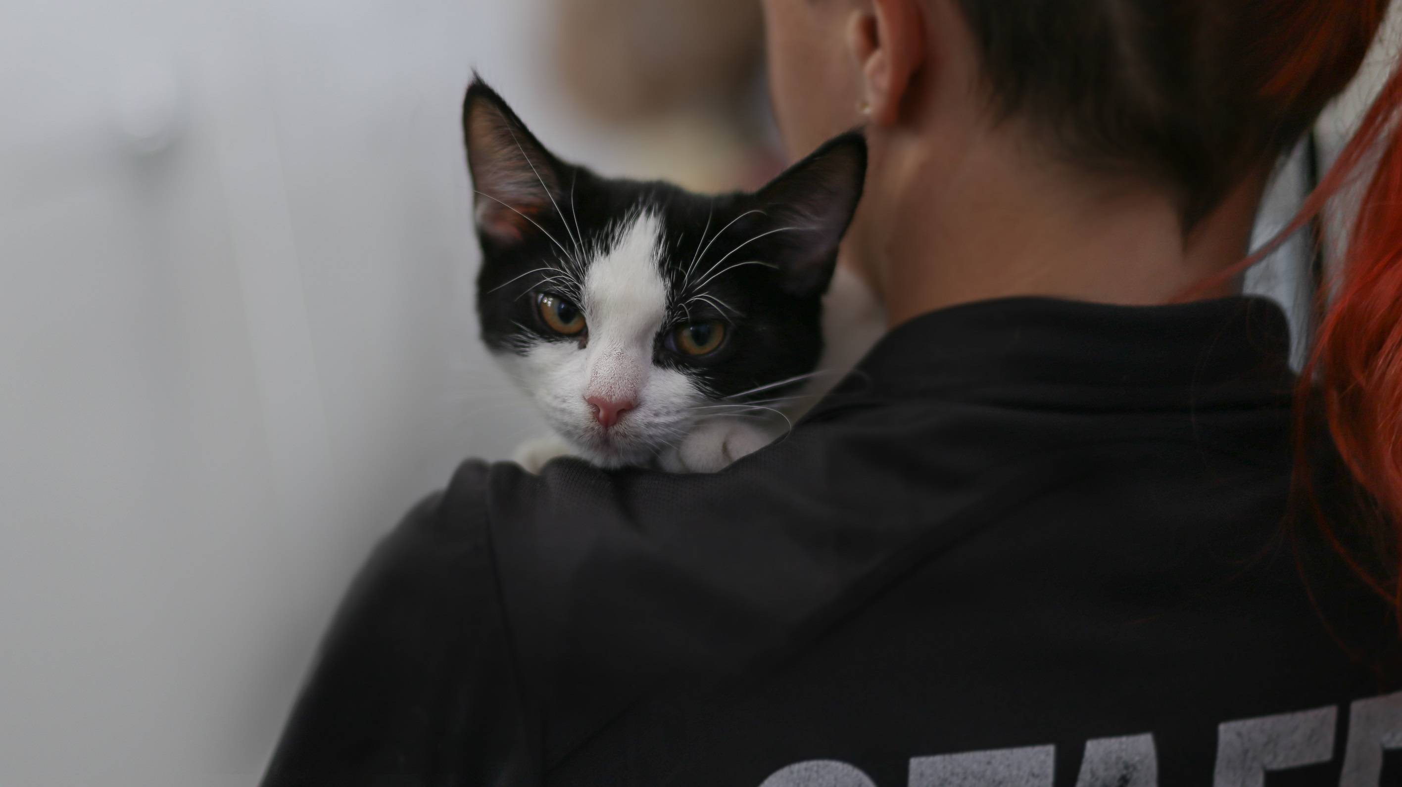 EthicalJobs.com.au wants to double your donation to Sydney Dogs & Cats ...