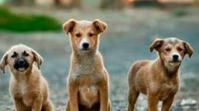 Donate to give a better life to the dogs of the foundation | Chuffed ...
