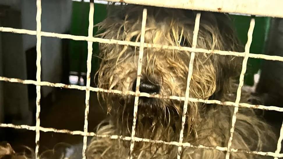 🐾💕 June Appeal – Stand By Their Side 🐾💕 | Chuffed | Non-profit charity ...