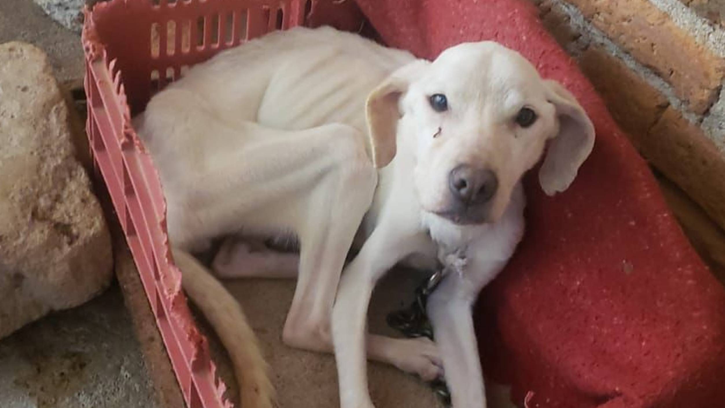 Help us save these 17 dogs | Chuffed | Non-profit charity and social ...