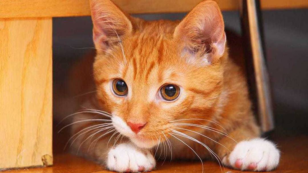 Orange and Black Cats - Special Fundraiser! | Chuffed | Non-profit ...