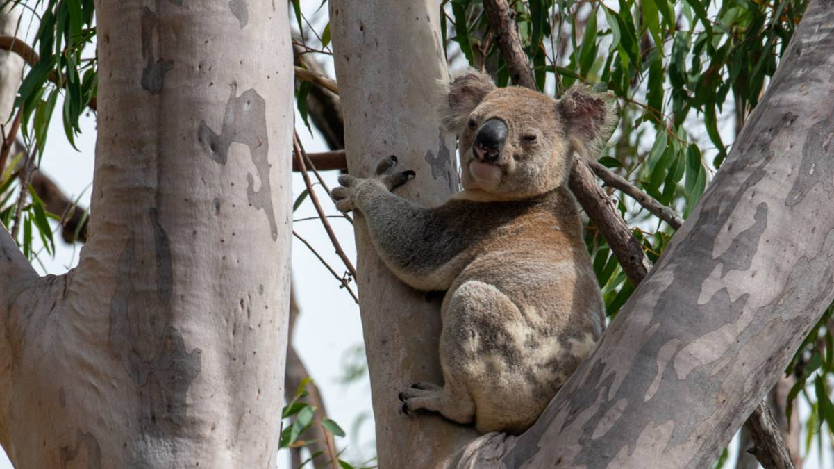Last chance to protect koala habitat and stop Upper Burdekin wind farm ...
