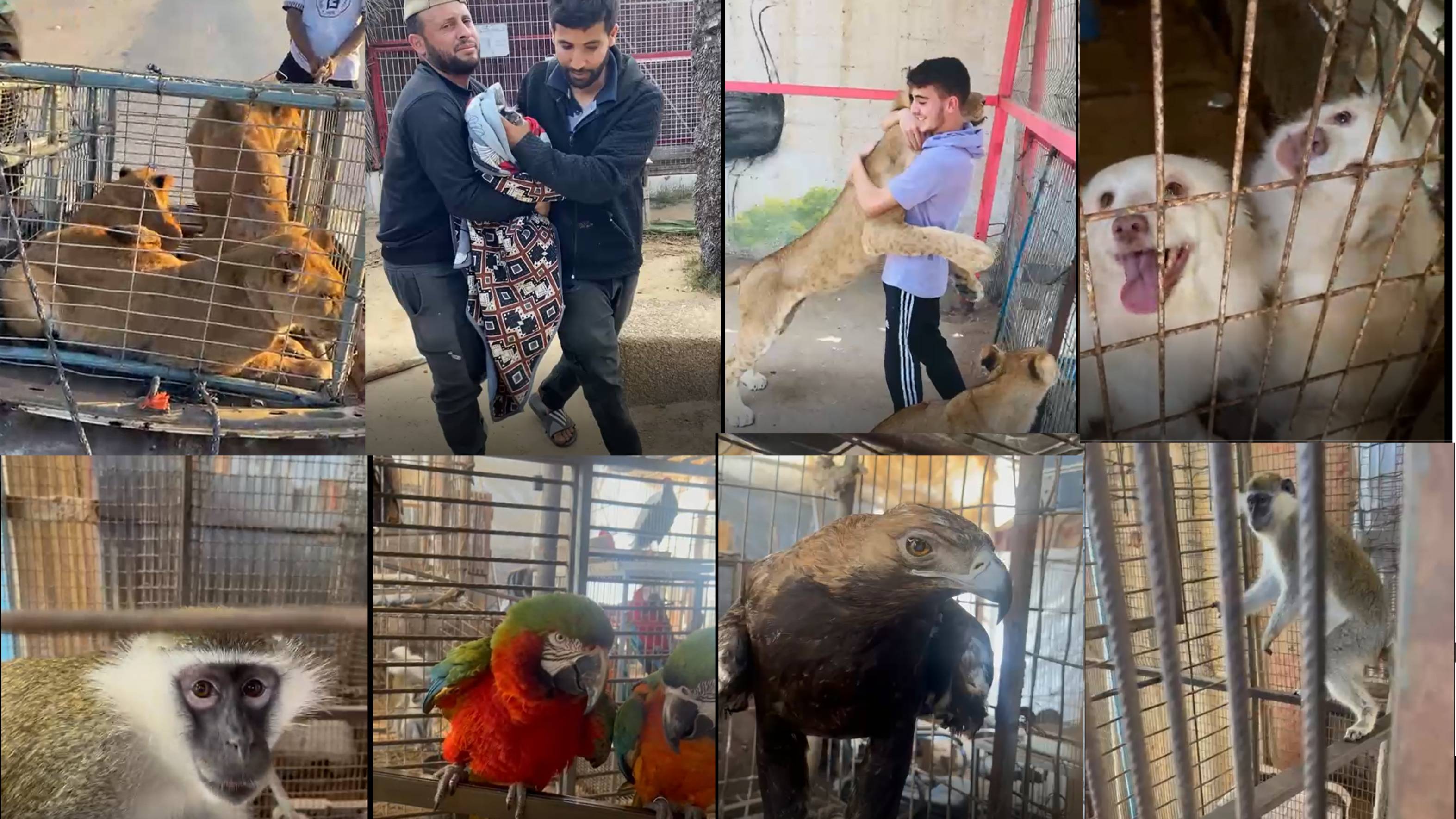 Help Palestinian Animal League's Rafah Zoo Rescue Operation | Chuffed ...