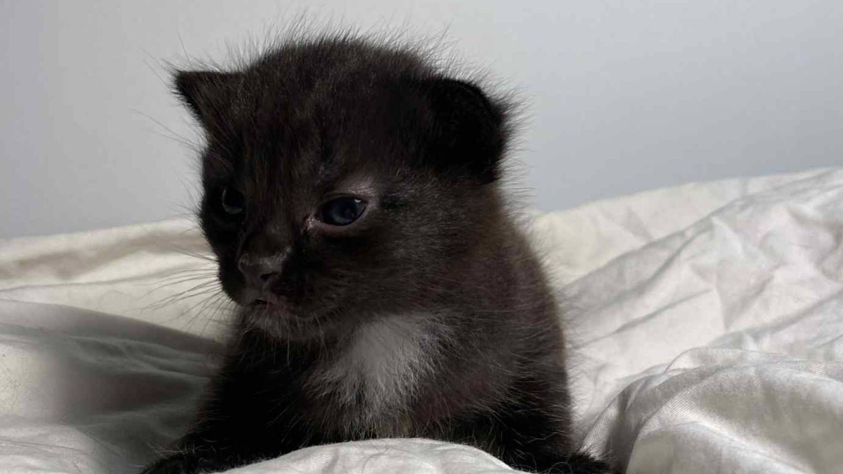 💔 Help Midnight Breathe Easy: Fundraiser for Pectus Excavatum | Chuffed | Non-profit charity and ...