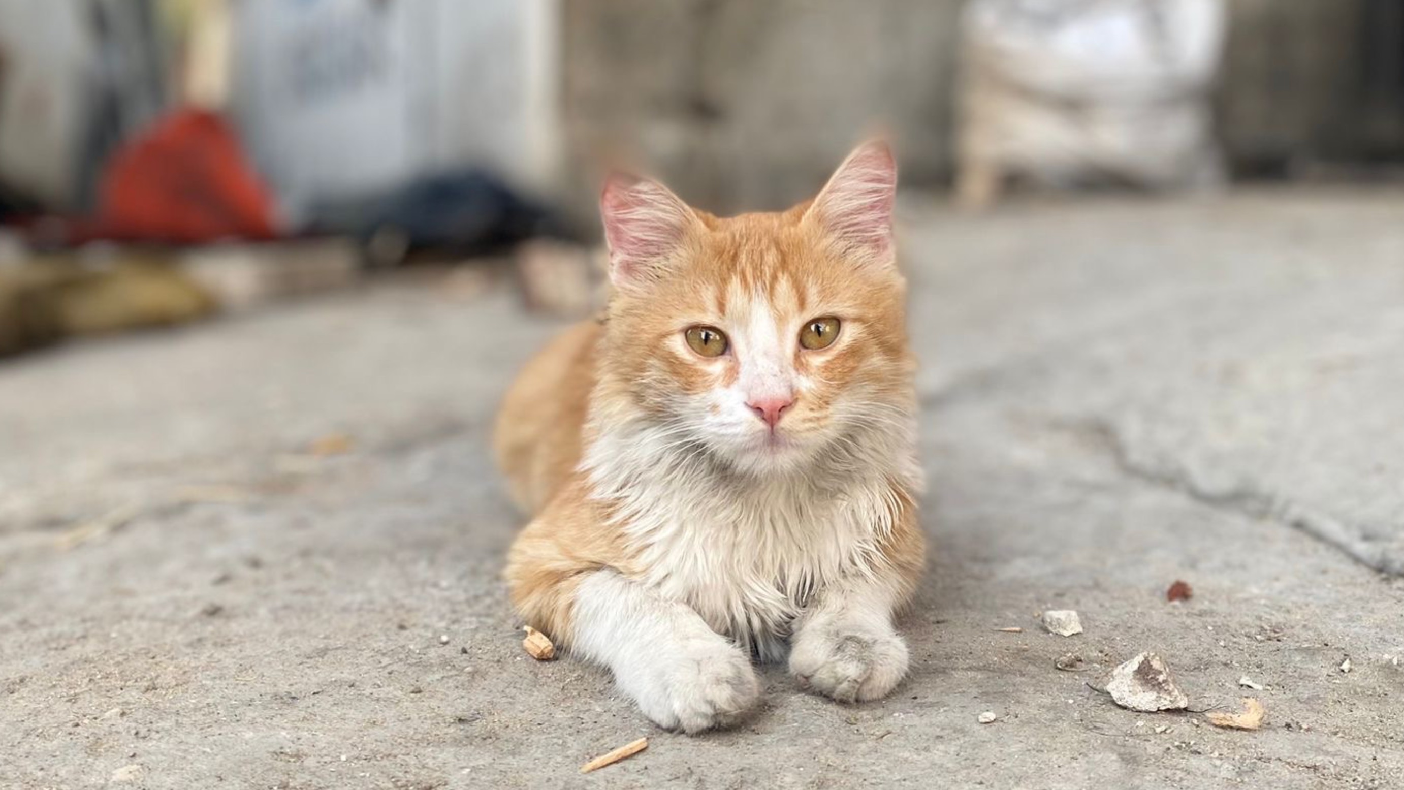 Payment | Chuffed | Non-profit charity and social enterprise fundraising