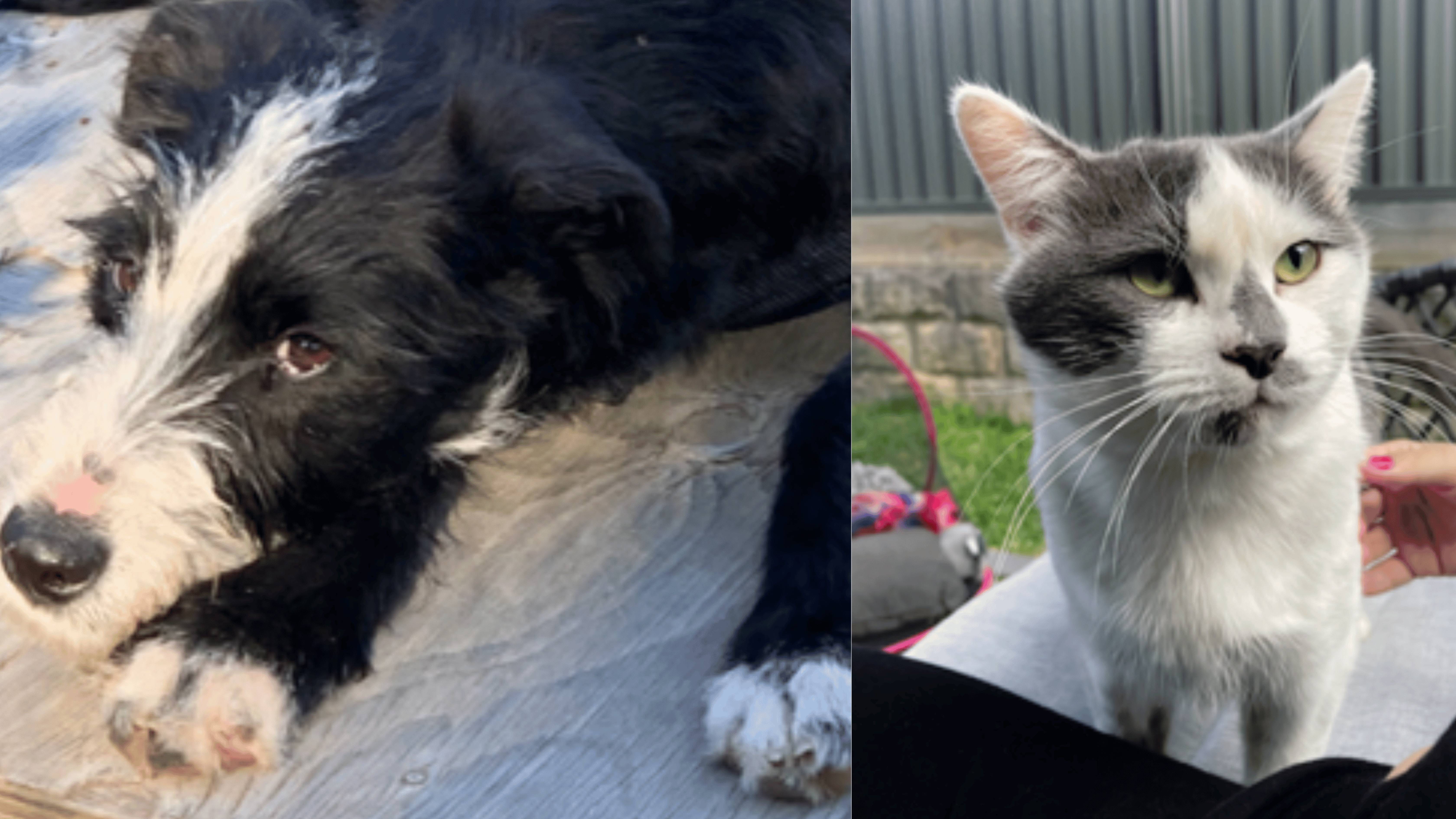 Surgery funds for Benji the dog and Lenny the cat | Chuffed | Non ...