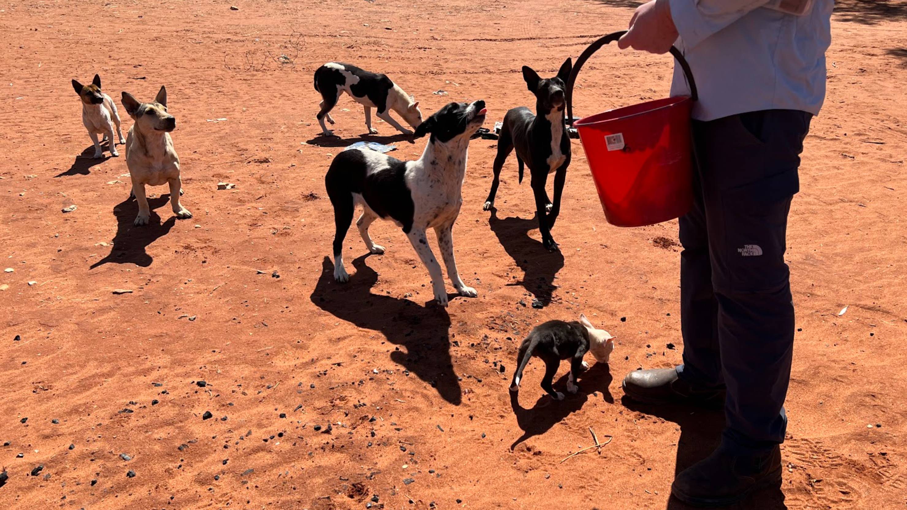 The Vet Mob - Indigenous Dog Health Program | Chuffed | Non-profit ...