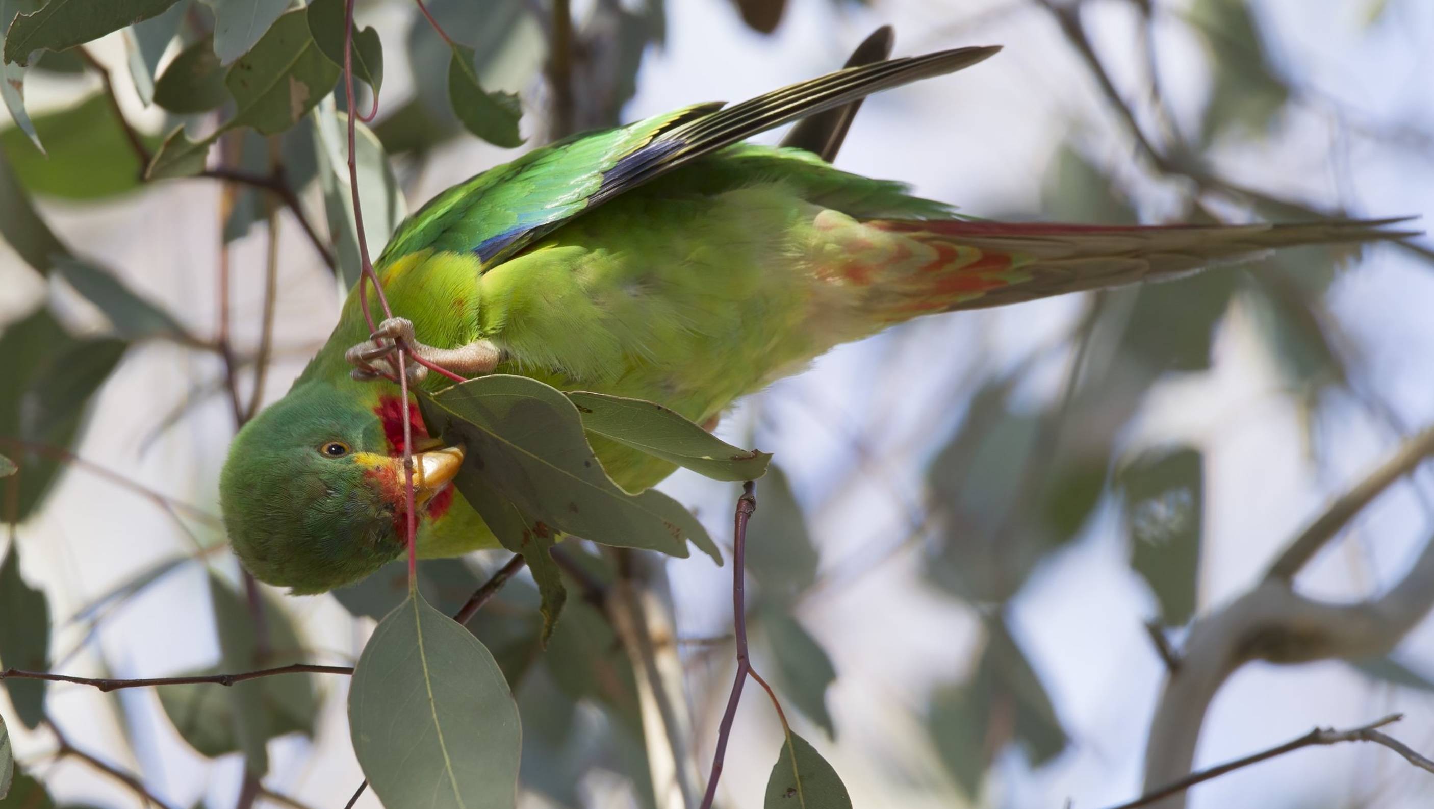 Revitalise Victoria’s Box-Ironbark Forests: Your Help is Needed ...