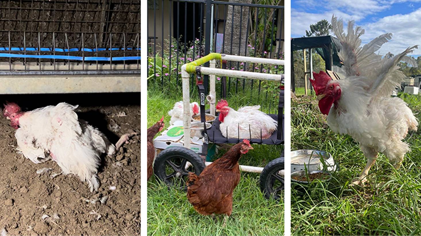 Flock Together - NSW Hen Rescue Needs Your Help! | Chuffed | Non-profit ...