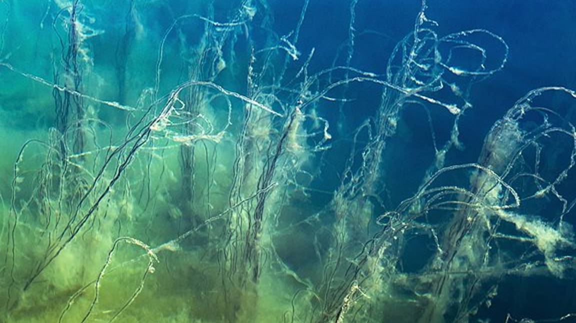 Support Support Science Write Now on Chuffed.org