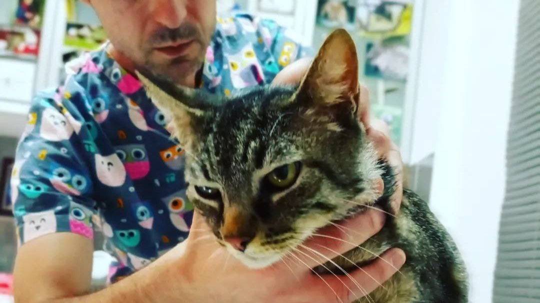 Together for the Health of Whiskers: Help a Sick Cat. | Chuffed | Non ...