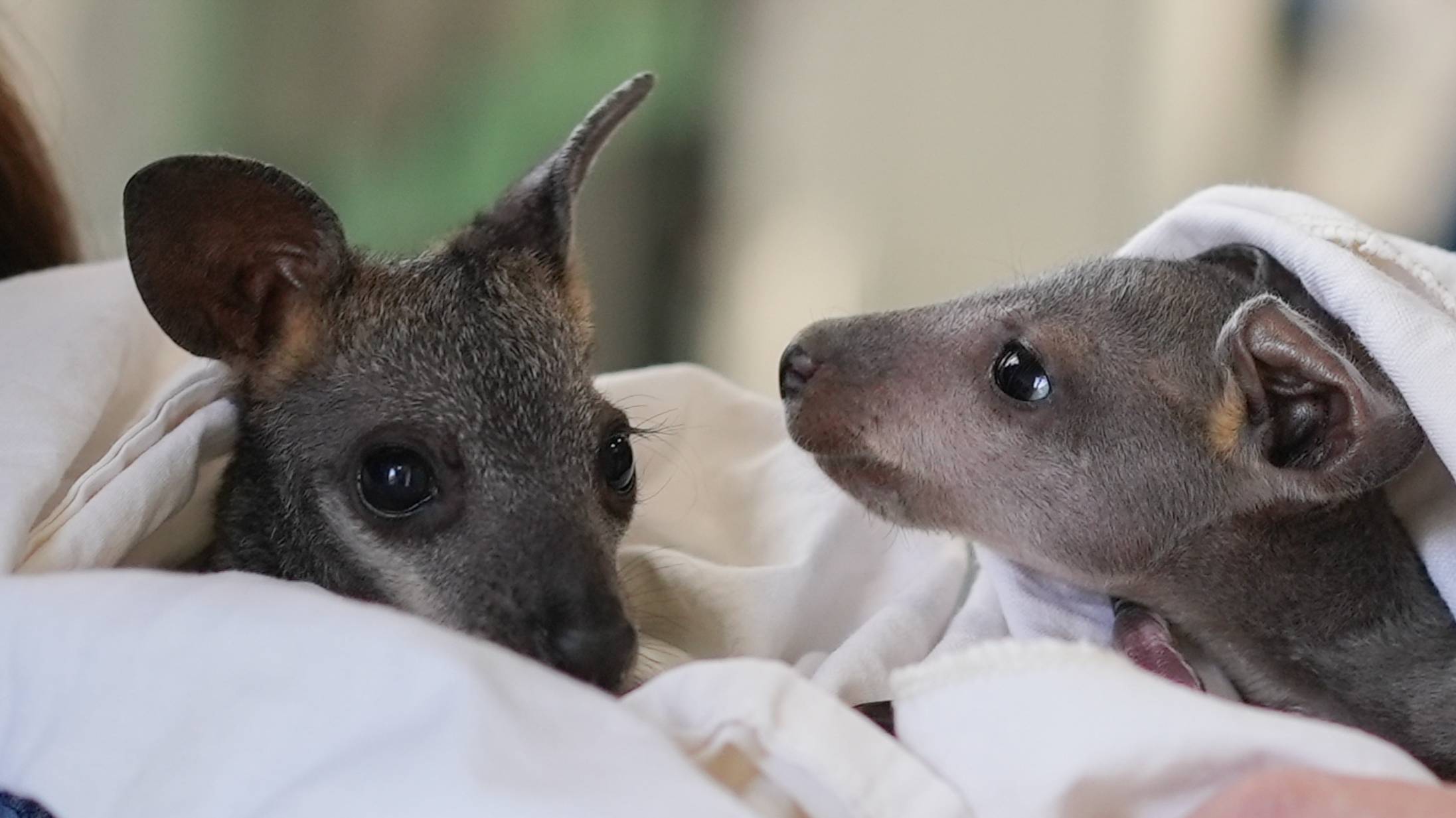 HELP SAVE 200 NATIVE ANIMALS AND REDUCE YOUR TAX BEFORE 30 JUNE ...