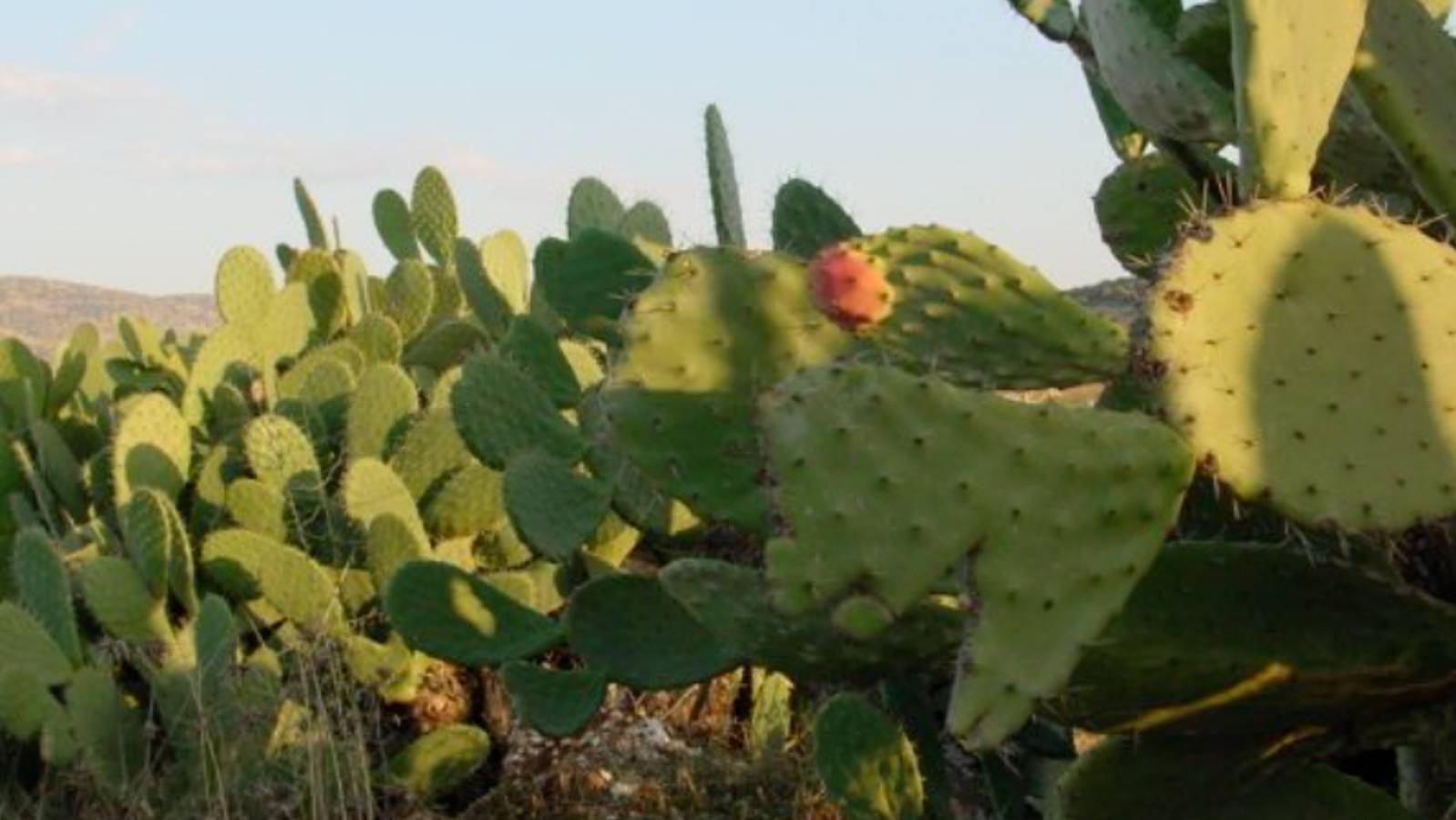 Cactus Mutual Aid Survival Fund for Gaza | Chuffed | Non-profit charity ...