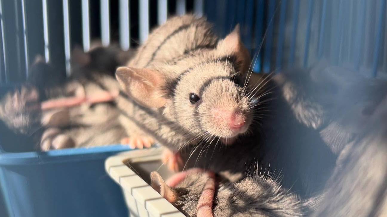 Hundreds of neglected mice saved: funds needed for vet care | Chuffed ...