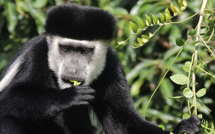 Help protect the colobus monkeys of Rwanda | Chuffed | Non-profit ...