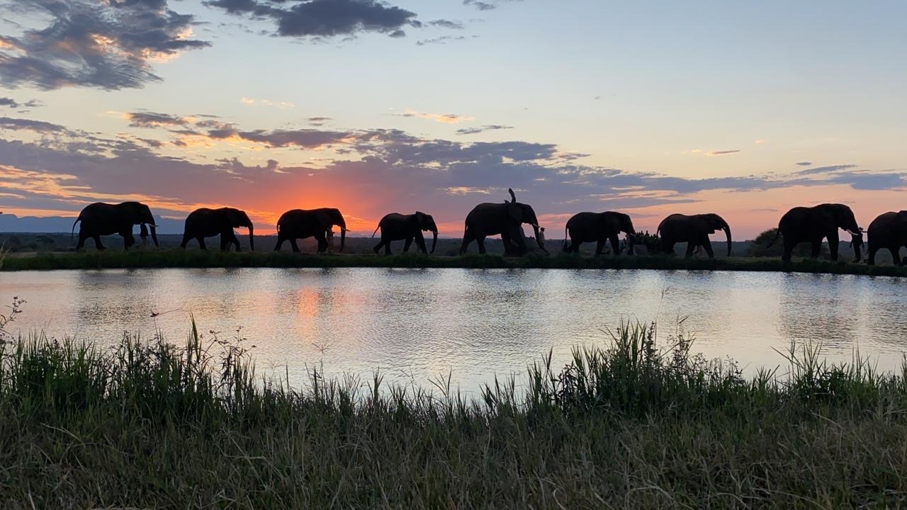 The Elephant Walk - HERD Trust | Chuffed | Non-profit charity and ...