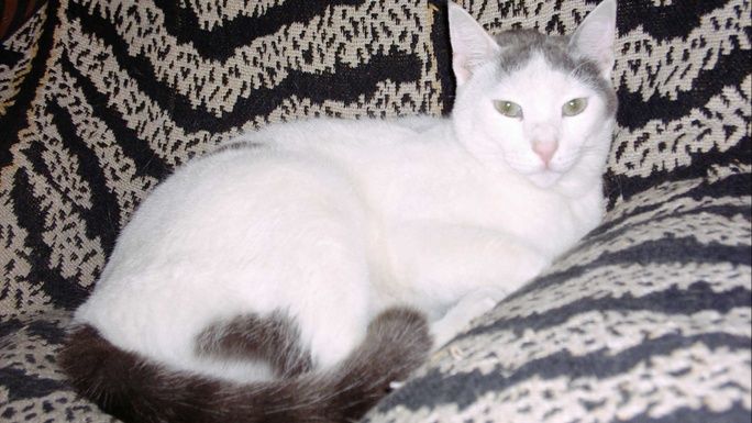 Saving Cyprus Cats and Dogs | Chuffed | Non-profit charity and social ...