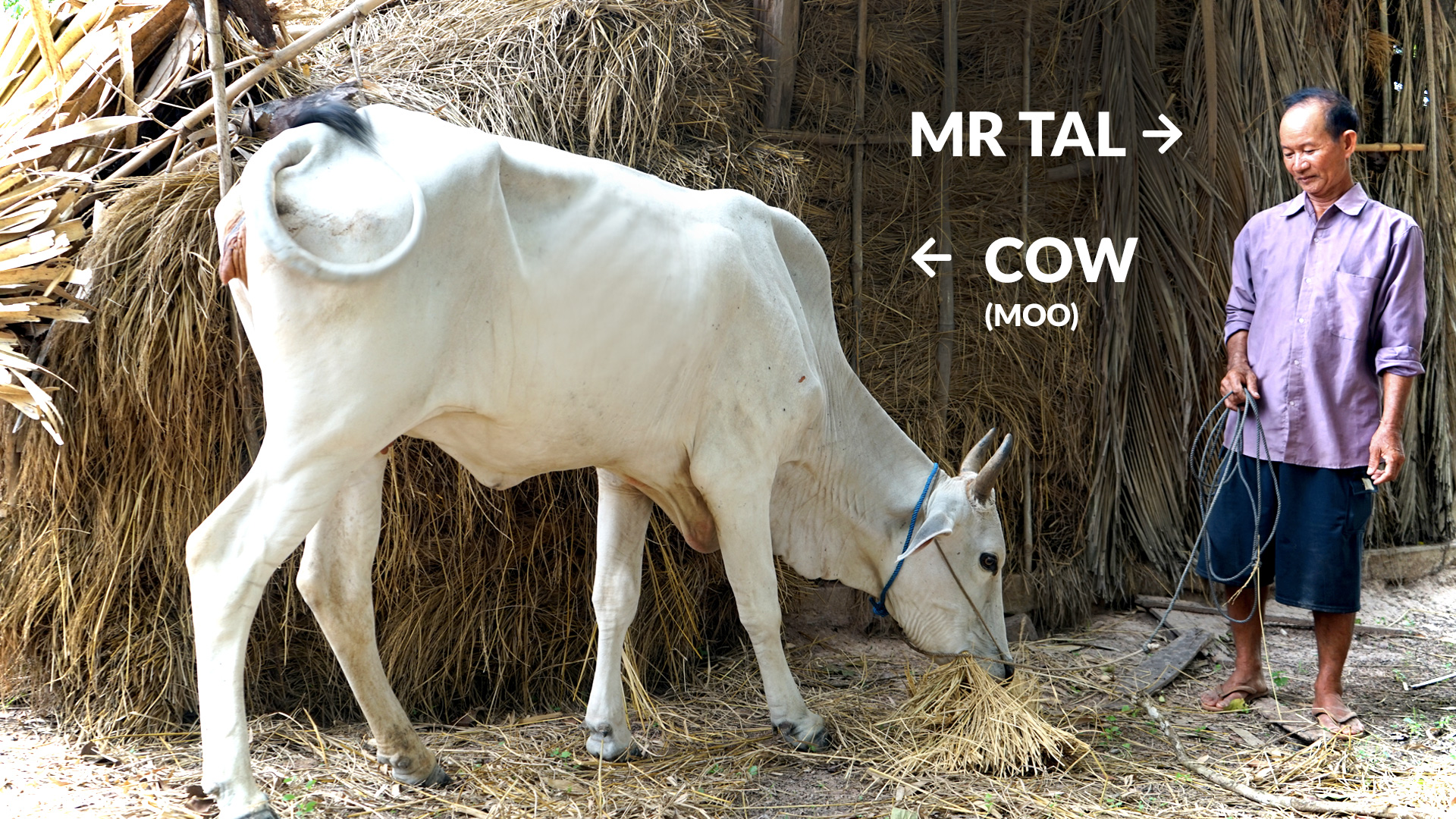 Cowalition of the Willing | Chuffed | Non-profit charity and social ...