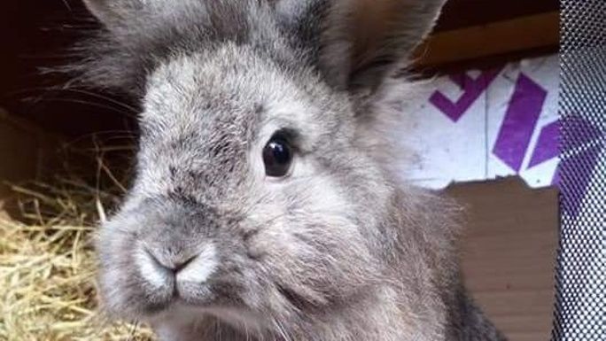 Help keep Sanctuary Rabbits Cool! | Chuffed | Non-profit charity and ...