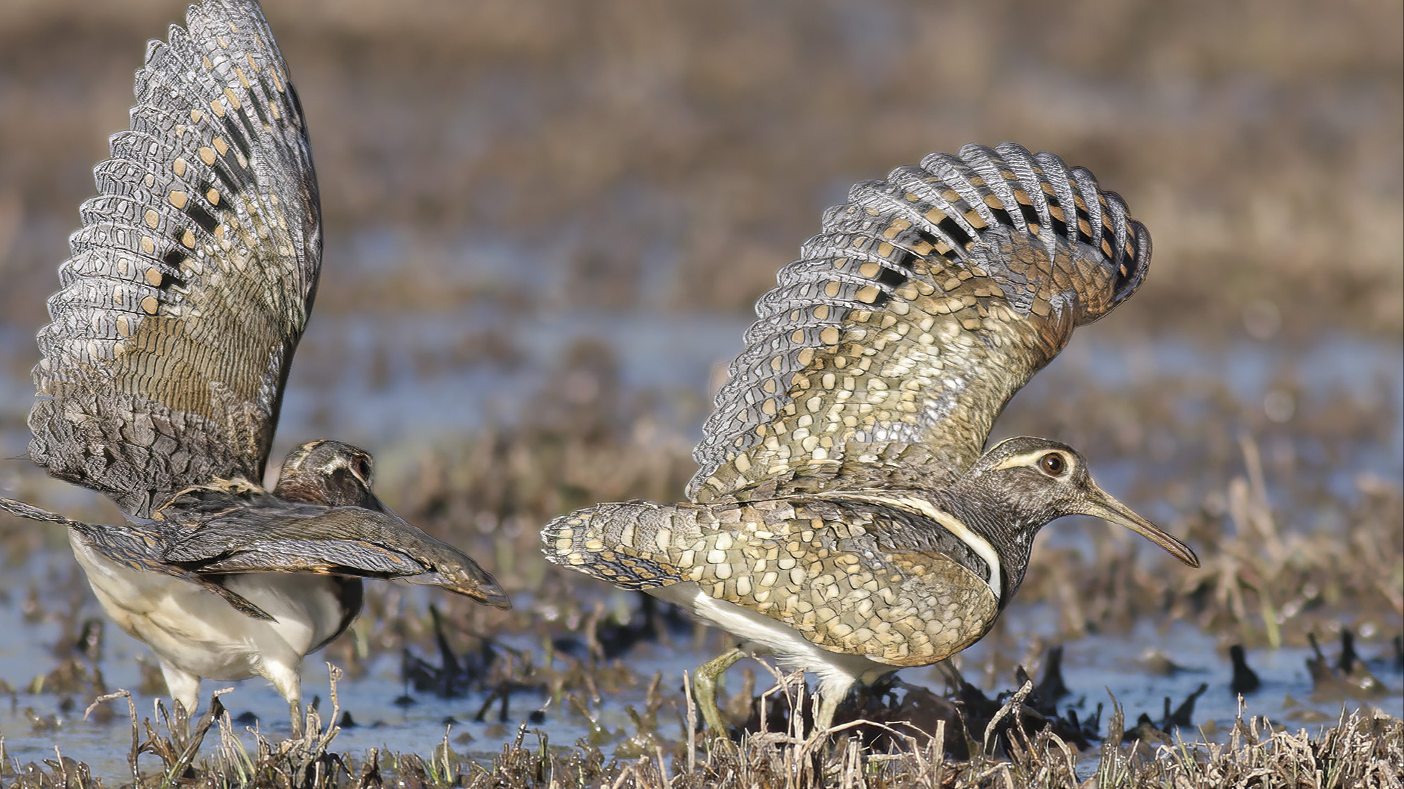 Tracking Endangered Australian Painted-snipe | Chuffed | Non-profit ...