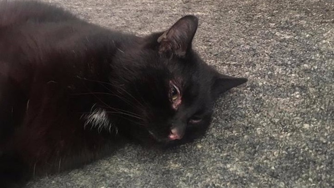 Help me help out the stray cat! | Chuffed | Non-profit charity and ...