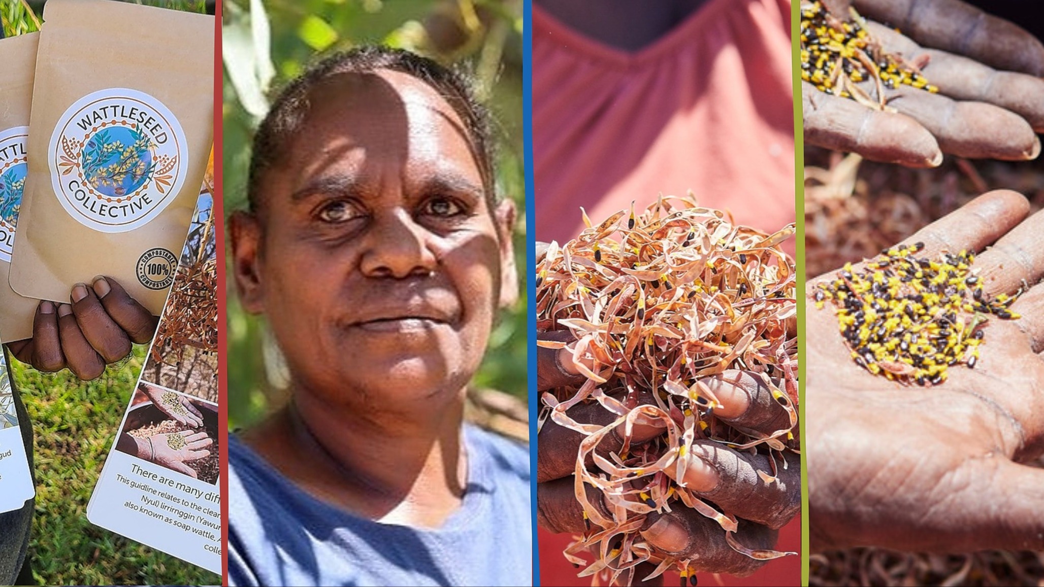 Help us grow the wattleseed harvest in 2024 | Chuffed | Non-profit ...