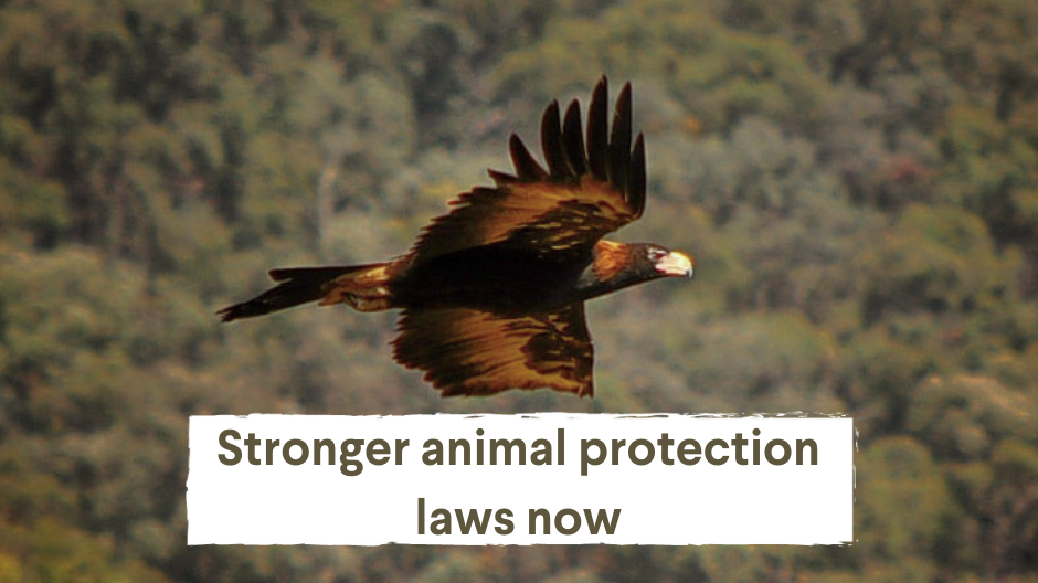 Protect native wildlife now | Chuffed | Non-profit charity and social ...