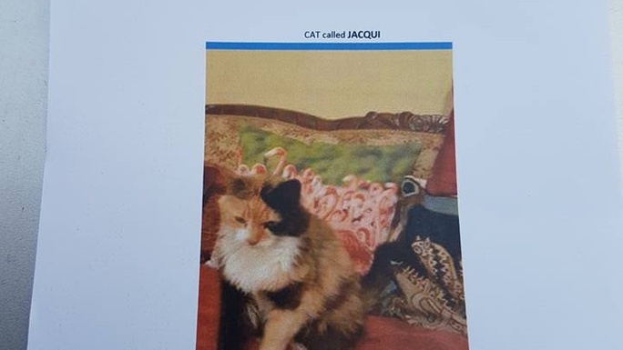 Bring the beloved cat Jacqui home | Chuffed | Non-profit charity and ...