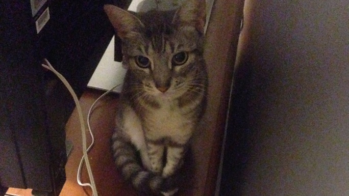 Help these little abandoned cats! | Chuffed | Non-profit charity and ...