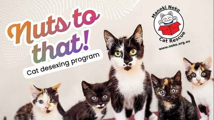 Nuts to That! Cat Desexing Program | Chuffed | Non-profit charity and ...