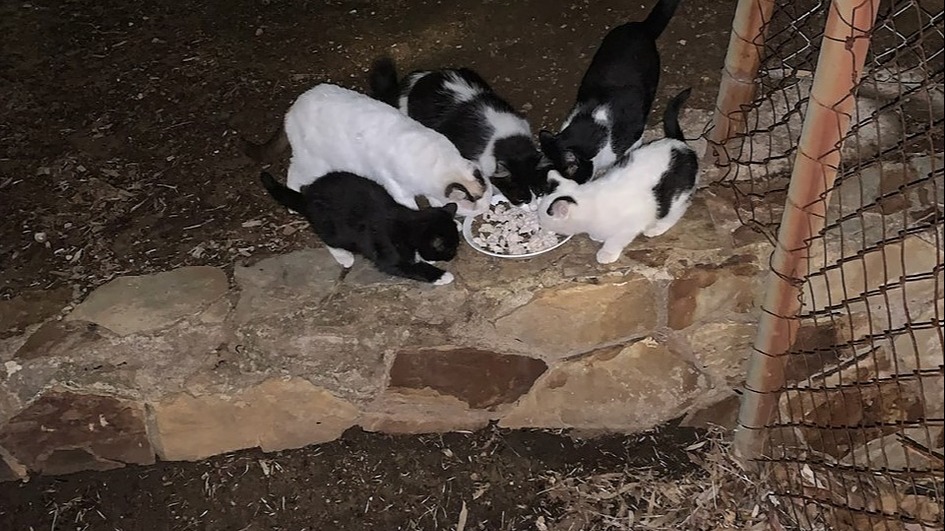 Magill Cat Colony Rescue Project | Chuffed | Non-profit charity and ...