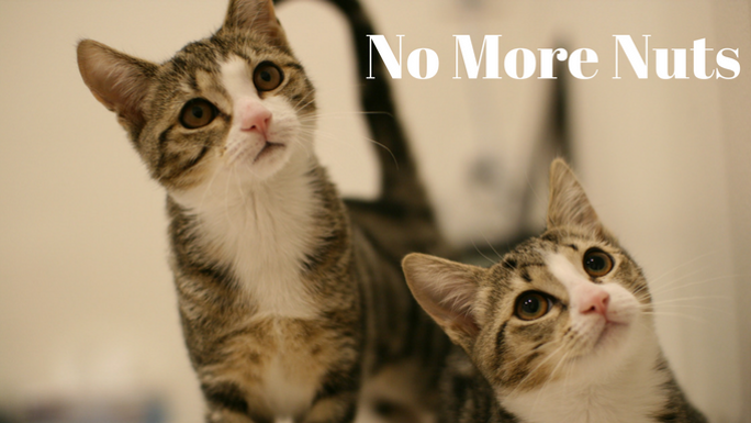 No more Nuts! Desexing Cats Saves Lives. | Chuffed | Non-profit charity ...