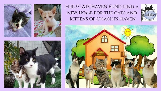 Cats urgently need safe shelter! | Chuffed | Non-profit charity and ...