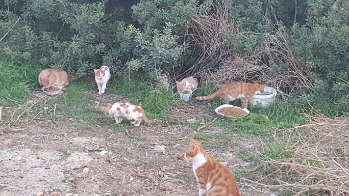 TRAP, NEUTER, RELEASE FUNDS NEEDED FOR CAT COLONIES | Chuffed | Non ...