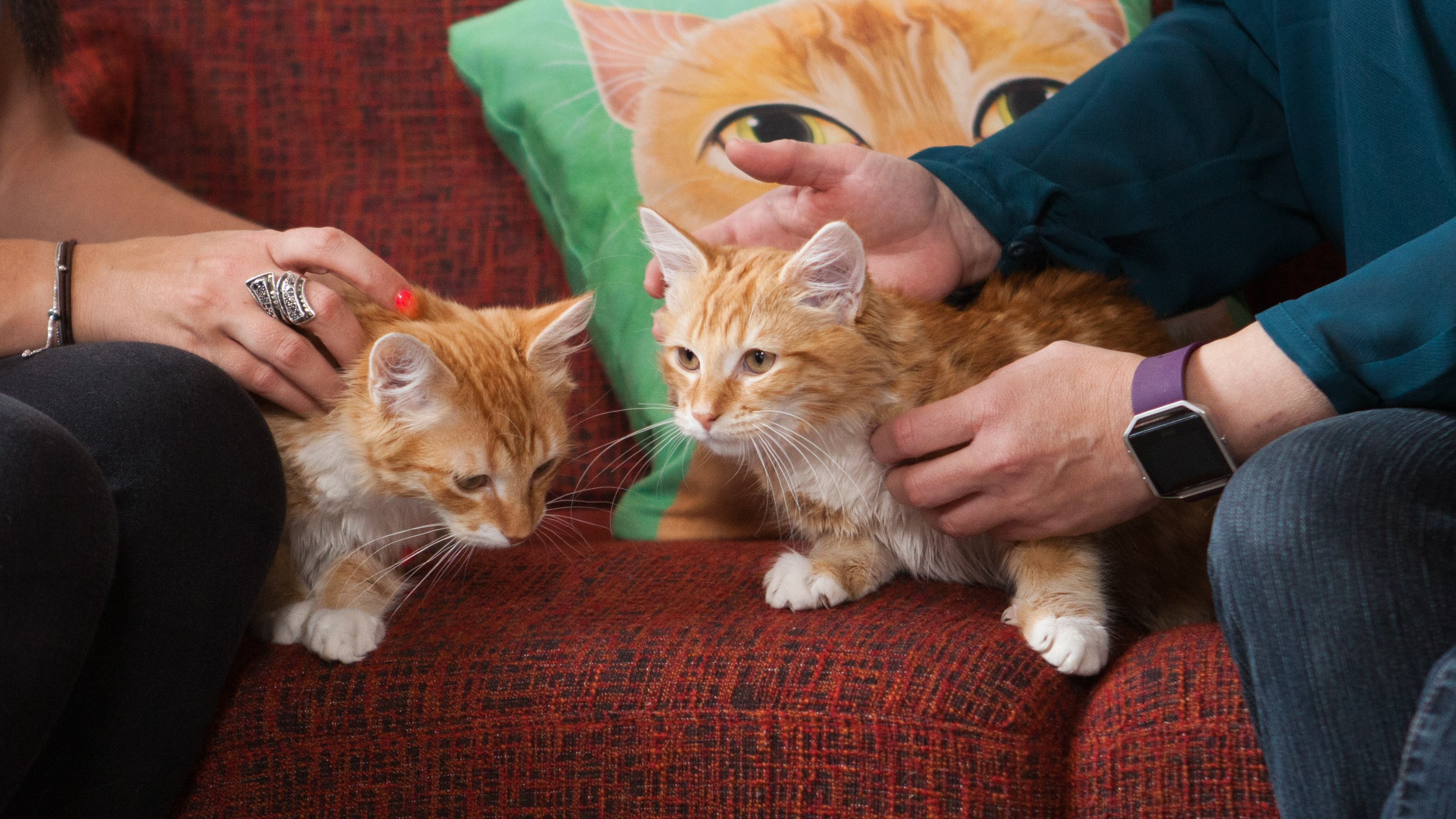 Save The Cat Lounge at Neko HQ - COVID Survival | Chuffed | Non-profit ...