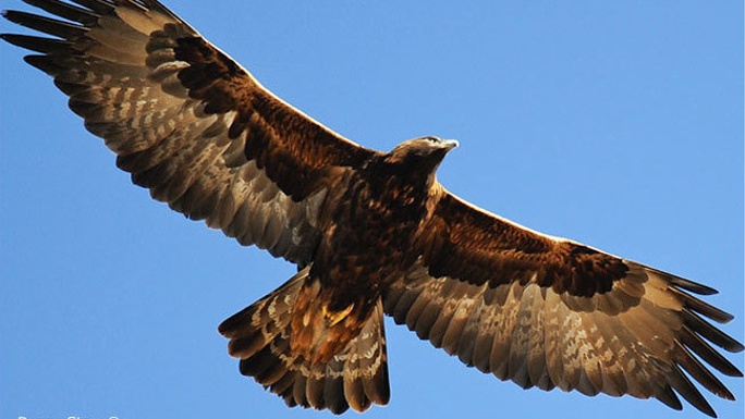 Eagle Haven | Chuffed | Non-profit charity and social enterprise ...