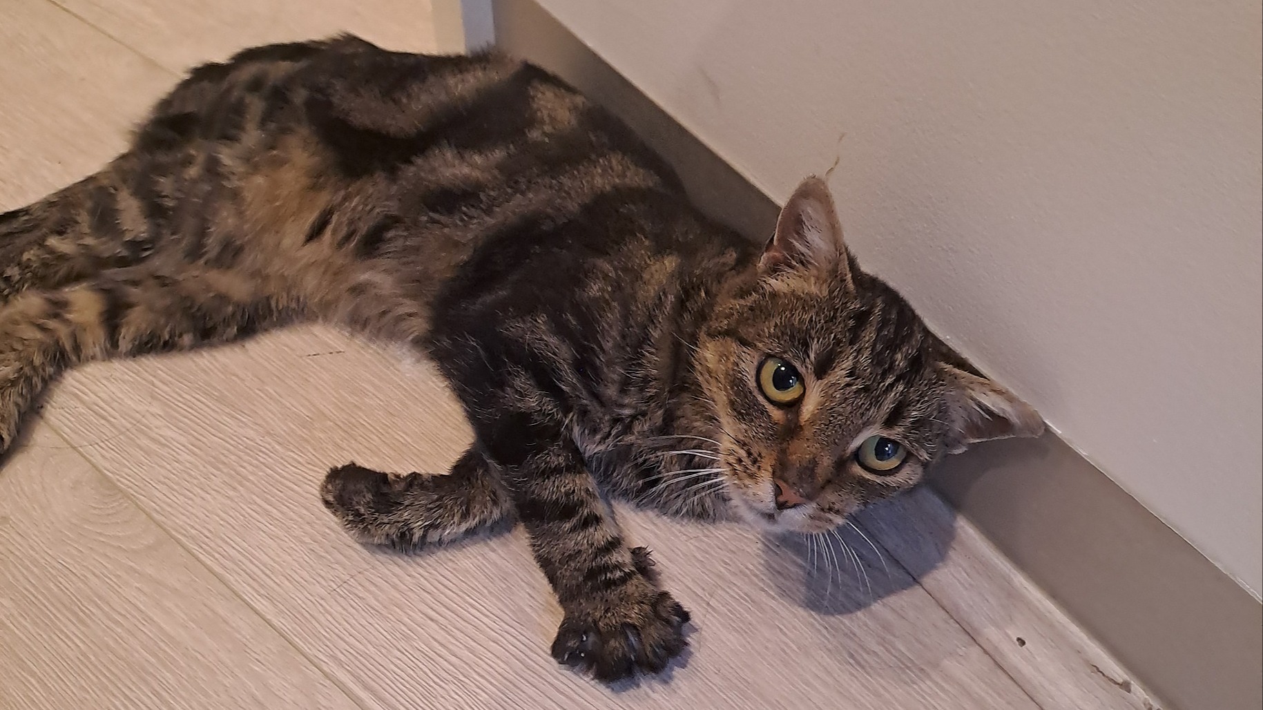 Treatment for Gracie, a cat rescued from a piggery | Chuffed | Non ...