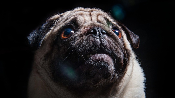 Pugging Fabulous | Chuffed | Non-profit charity and social enterprise ...