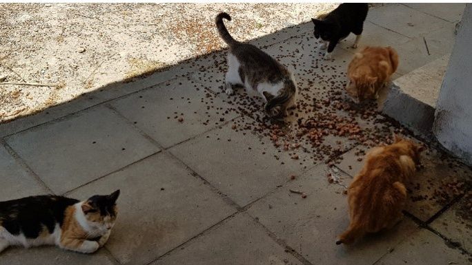 LIMASSOL GENERAL HOSPITAL TRAP, NEUTER, RELEASE SCHEME | Chuffed | Non ...