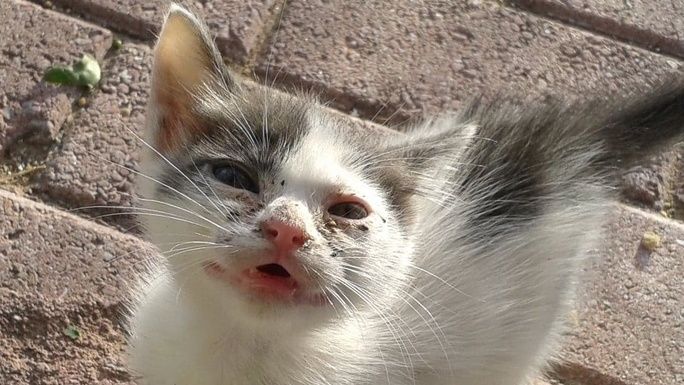 Help! We need to urgently spay 9 female cats | Chuffed | Non-profit ...