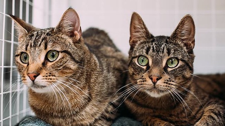 Cat Corner Crisis! | Chuffed | Non-profit charity and social enterprise ...