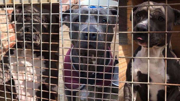 Save the lives of 3 Dogs from death row | Chuffed | Non-profit charity ...
