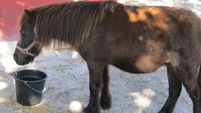 Help us keep Rita the Mini Pony Fat, Happy and Healthy! | Chuffed | Non ...