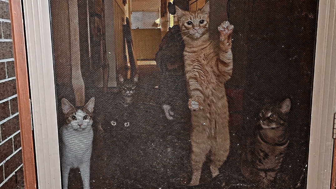 Diane's Rescue Pets Cat Food Fund | Chuffed | Non-profit charity and ...