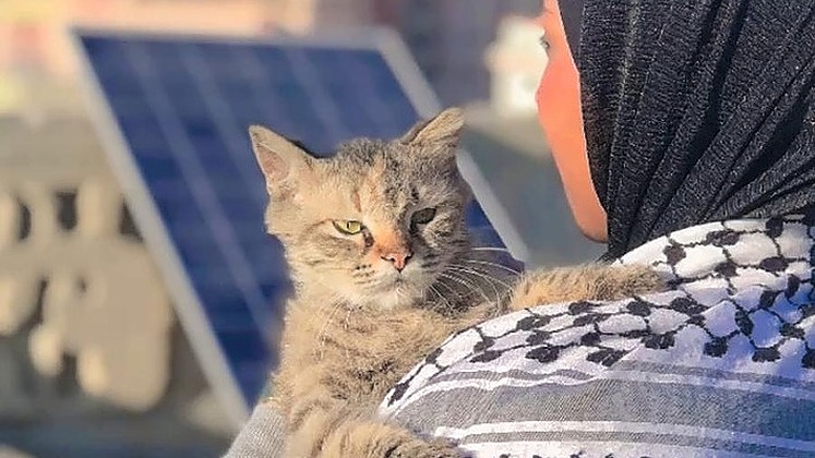 Save my life family and cat | Chuffed | Non-profit charity and social ...